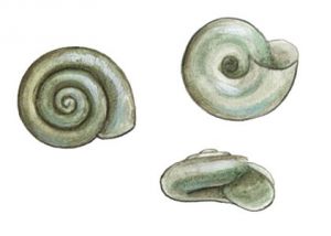 Gliemji - Latvijas daba