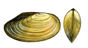 Gliemji - Latvijas daba