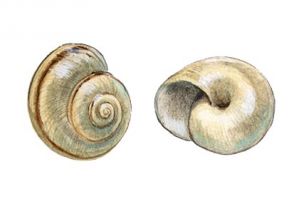 Gliemji - Latvijas daba