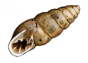 Gliemji - Latvijas daba