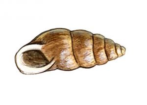 Gliemji - Latvijas daba