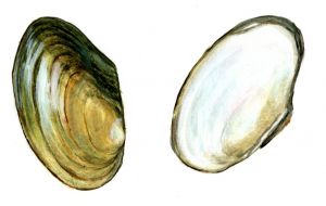 Gliemji - Latvijas daba