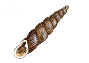 Gliemji - Latvijas daba