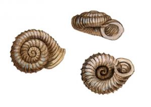 Gliemji - Latvijas daba