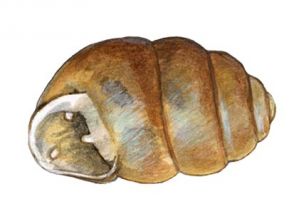 Gliemji - Latvijas daba