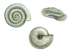 Gliemji - Latvijas daba