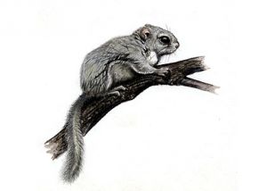 Zīdītāji - Latvijas daba
